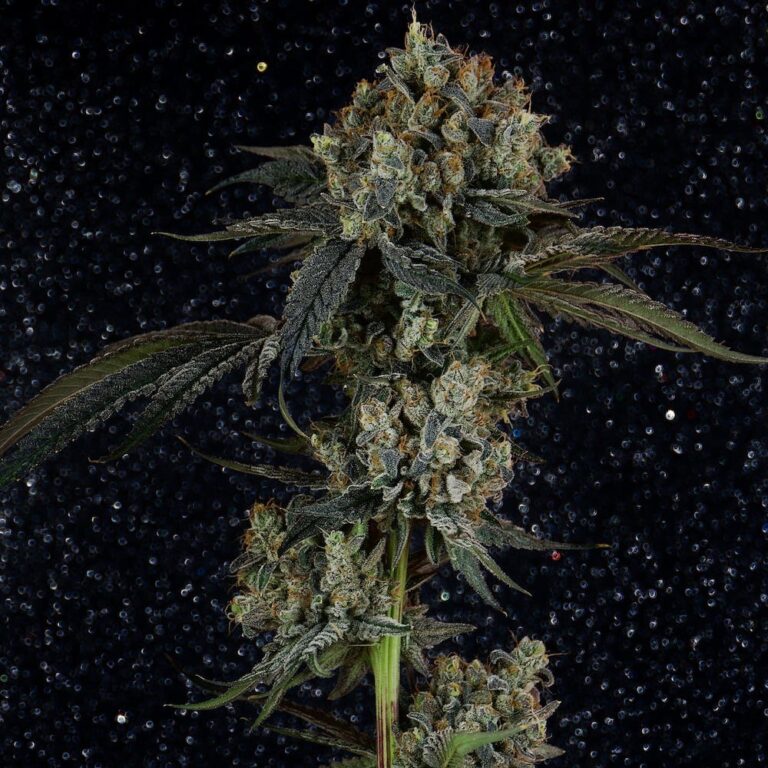 DEVIL SOAP - Tetra Farm