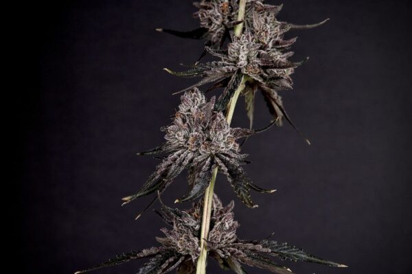 WHITE OREOZ - Tetra Farm